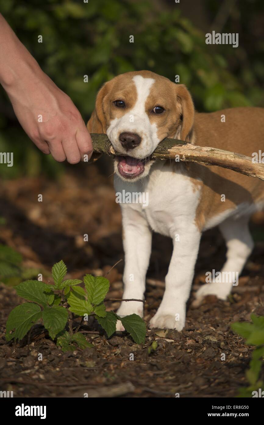 Beagle behavior hi-res stock photography and images - Alamy