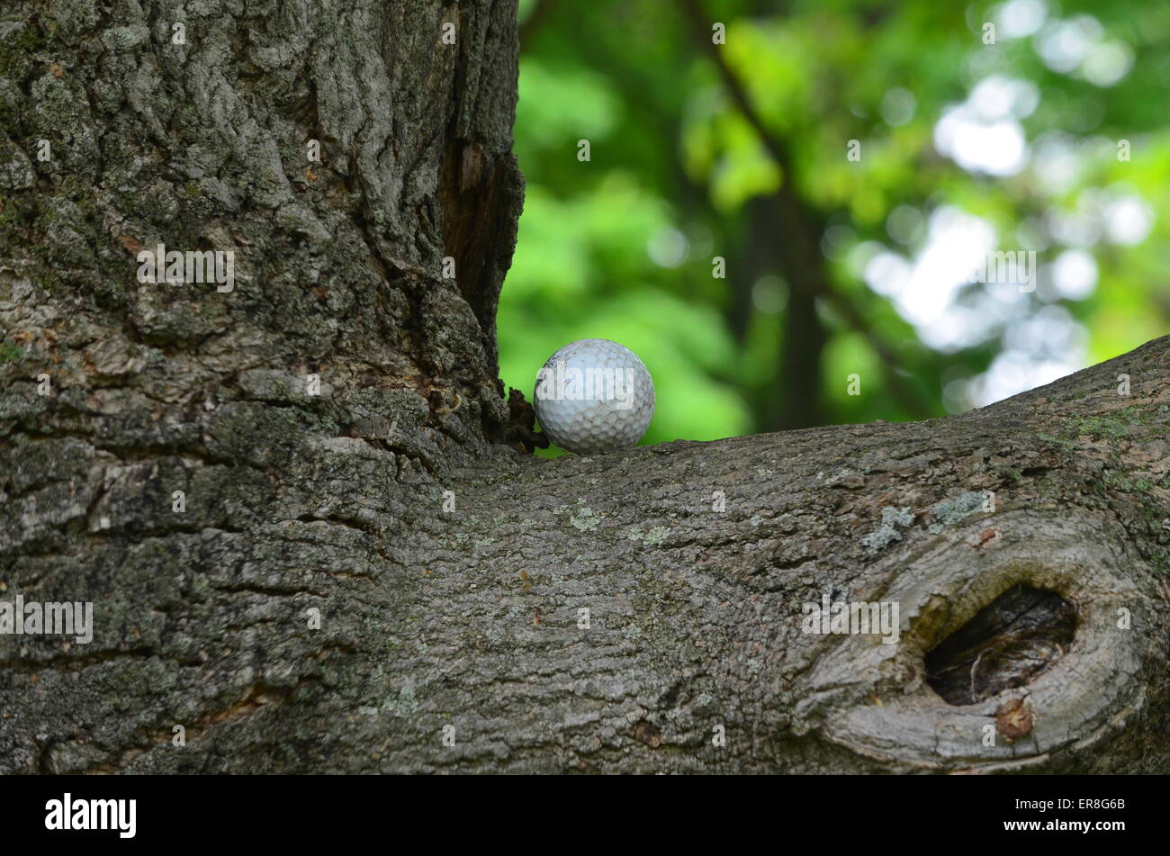 Golf ball in a tree Stock Photo - Alamy