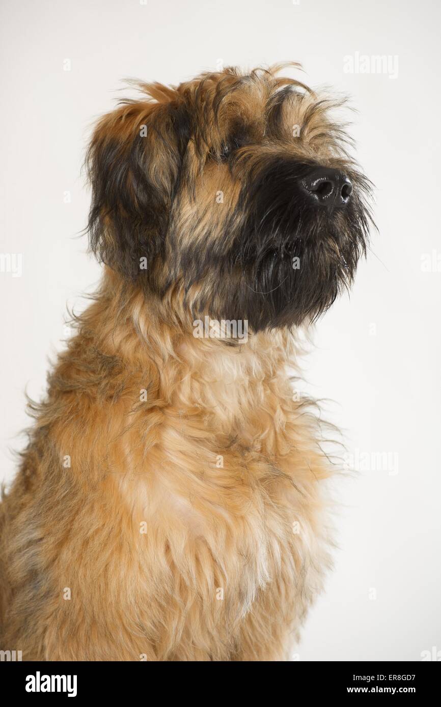 young briard in studio Stock Photo - Alamy