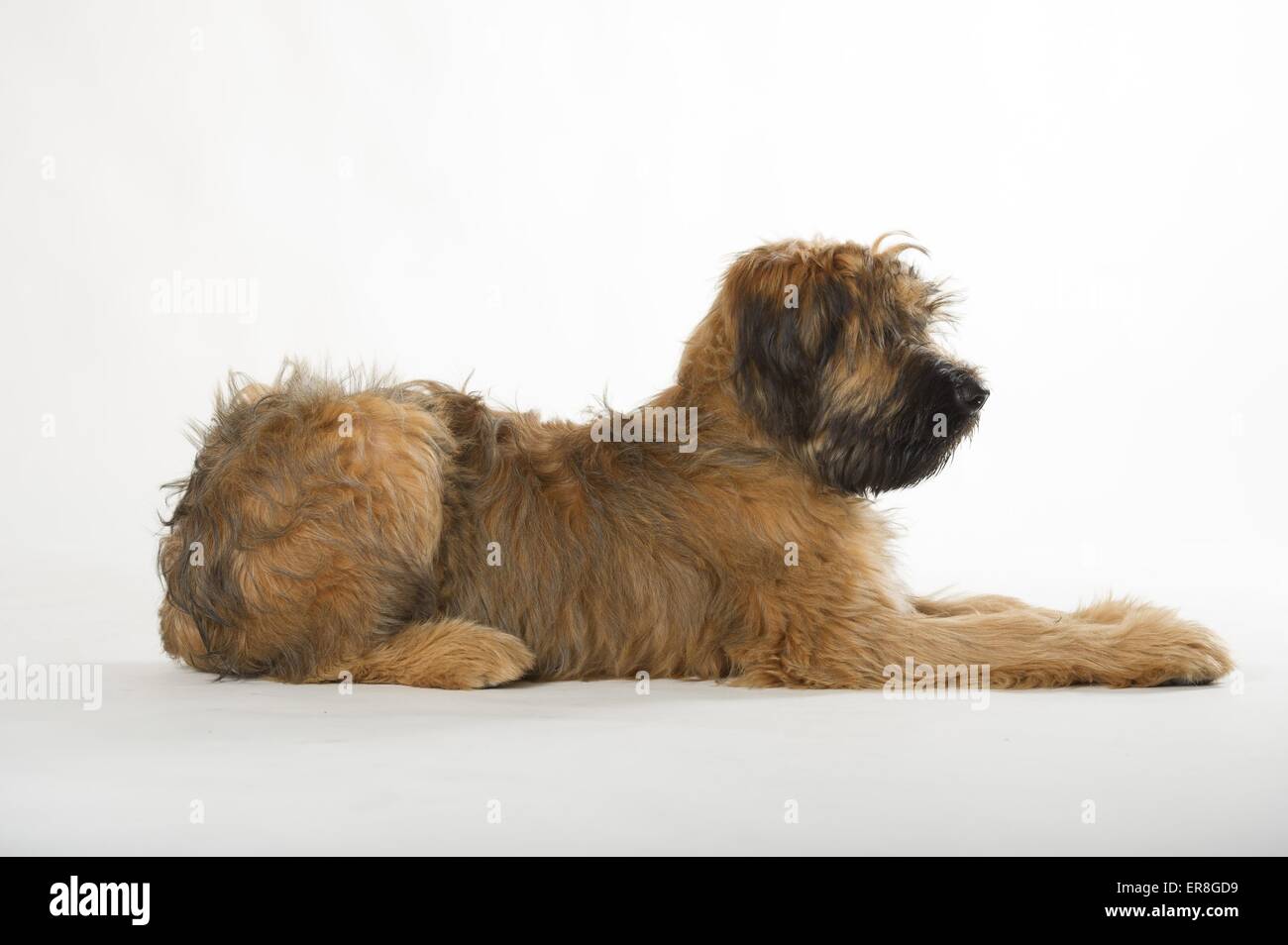 young briard in studio Stock Photo - Alamy