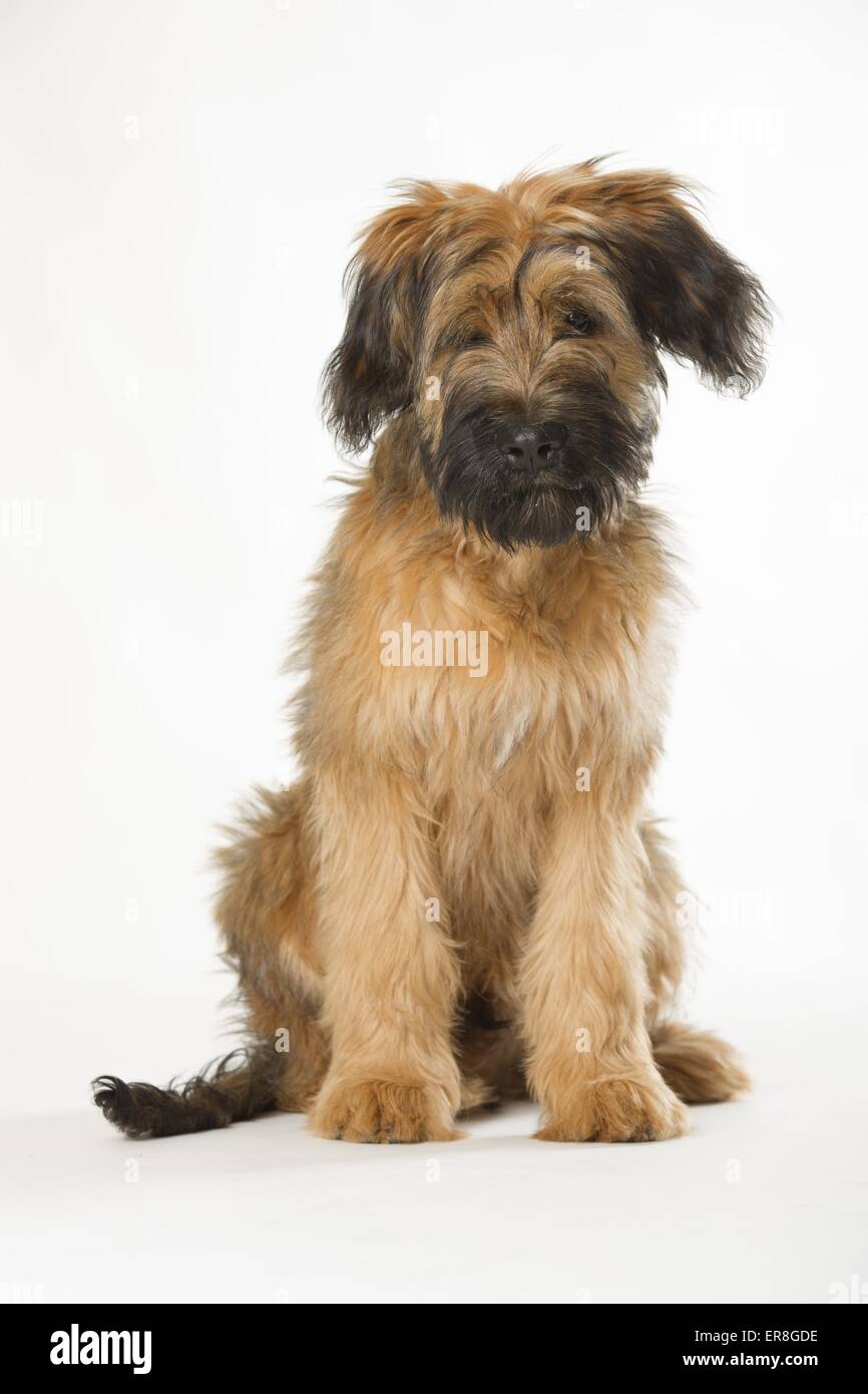 young briard in studio Stock Photo - Alamy