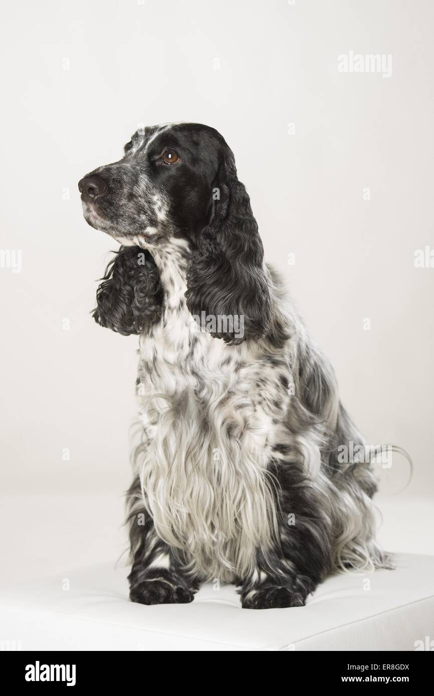 sitting English Cocker Spaniel Stock Photo - Alamy