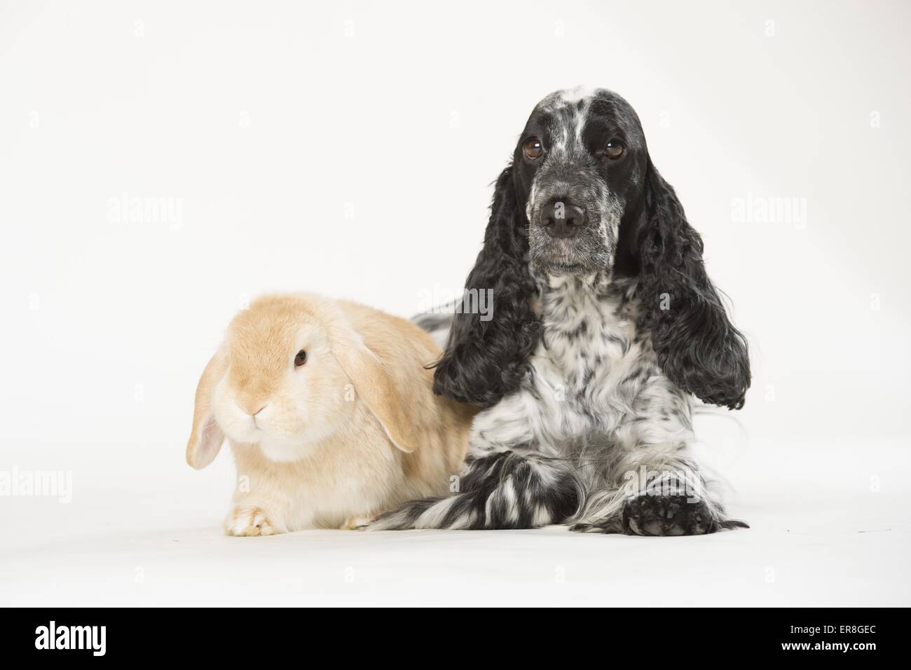 English Cocker Spaniel and lop-eared rabbit Stock Photo - Alamy
