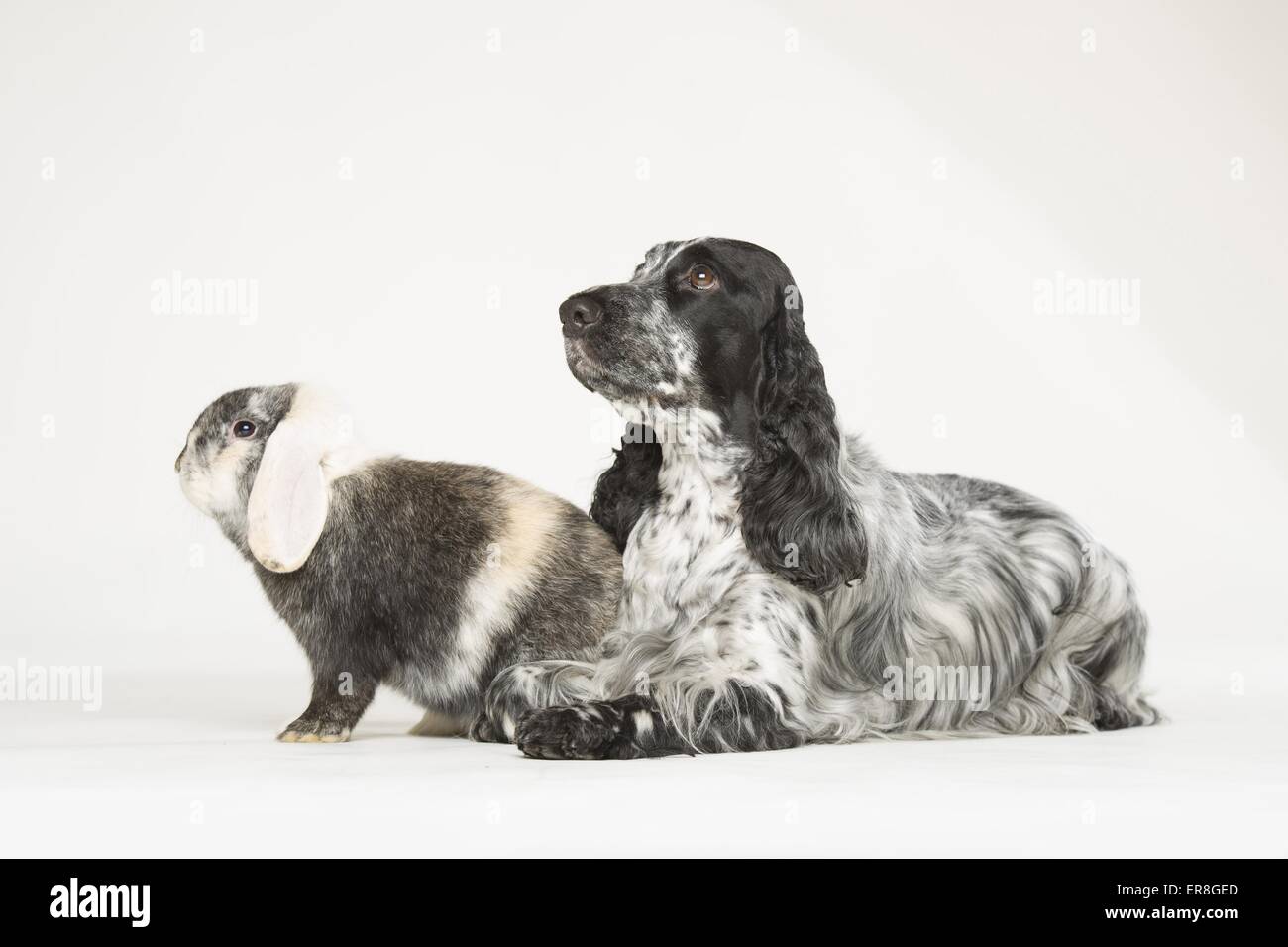 English Cocker Spaniel and lop-eared rabbit Stock Photo - Alamy
