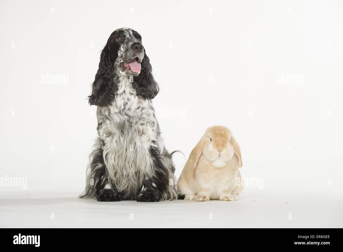 English Cocker Spaniel and lop-eared rabbit Stock Photo - Alamy
