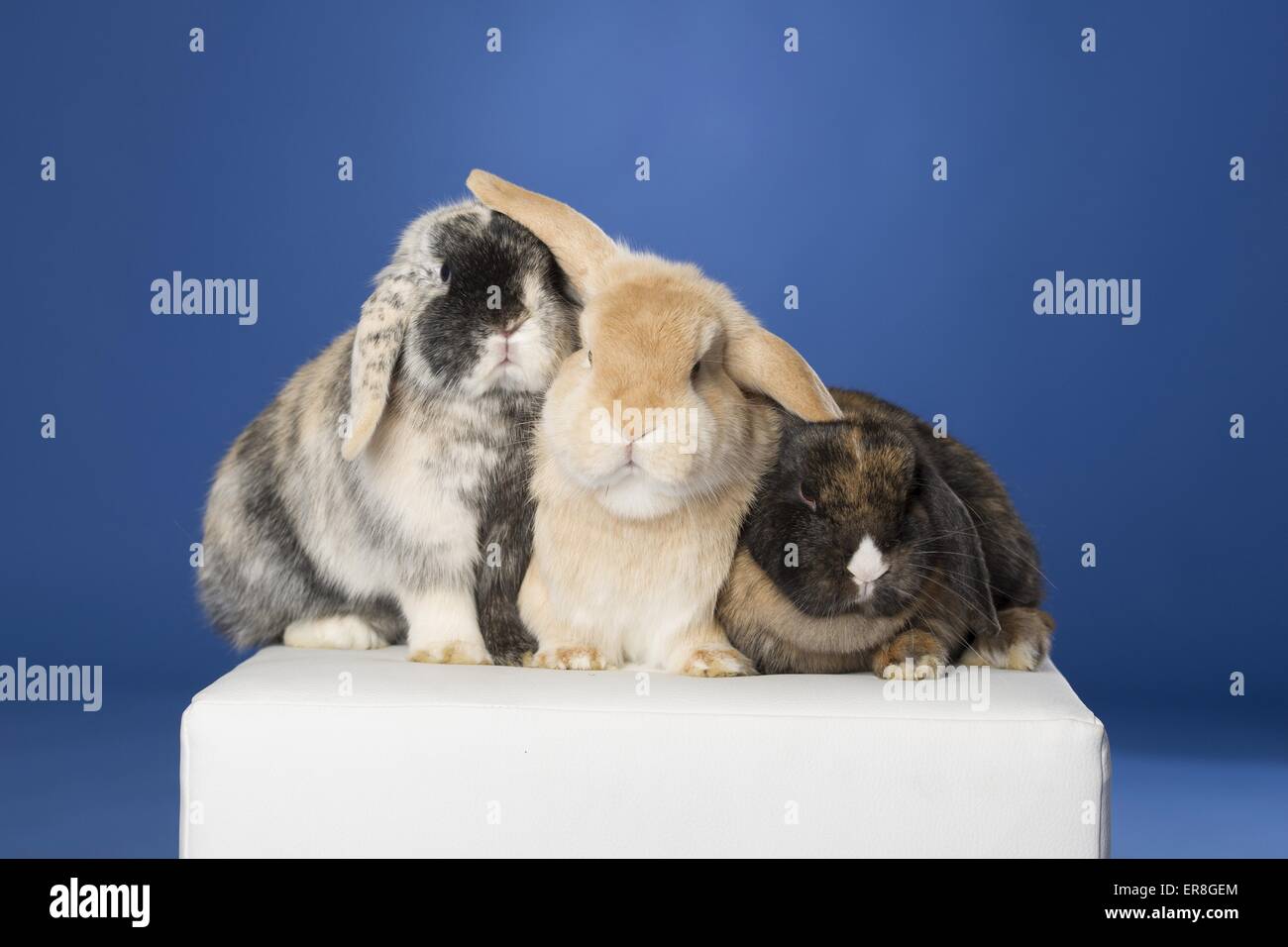 3 lop-eared rabbits Stock Photo - Alamy