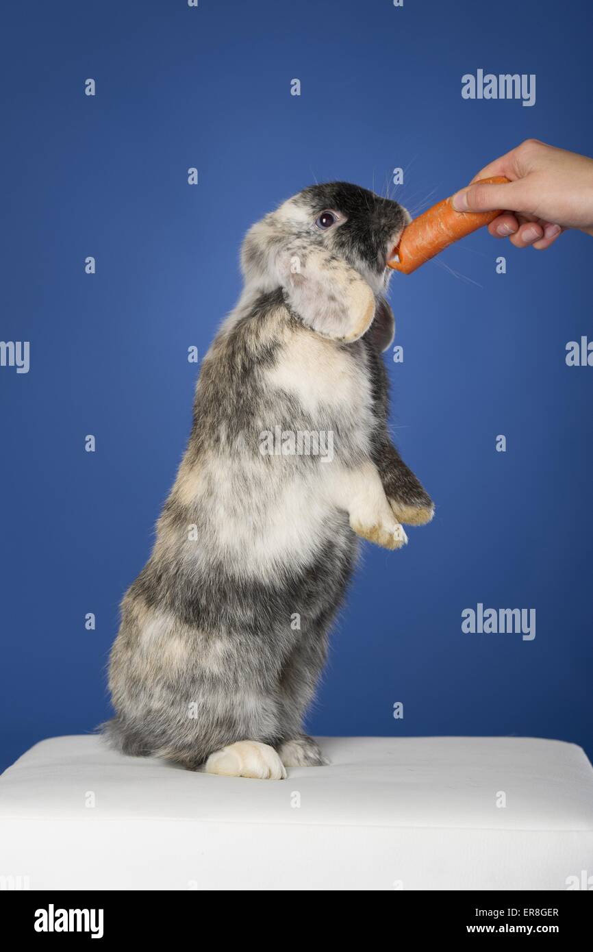 Rabbit and human hands hi-res stock photography and images - Alamy