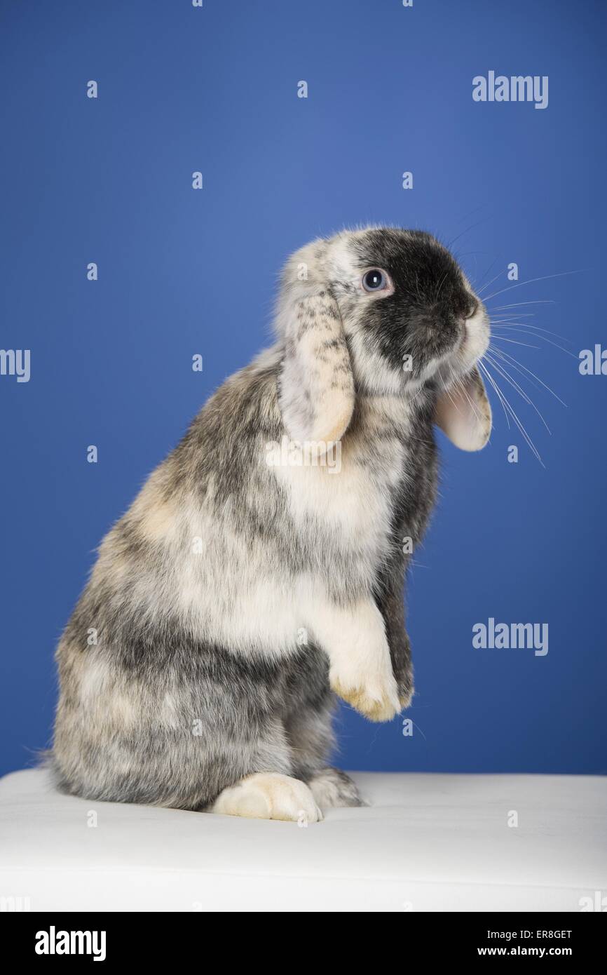 Begging bunny hi-res stock photography and images - Alamy