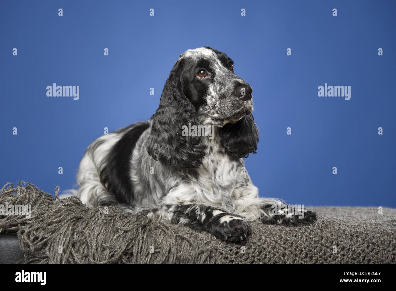lying English Cocker Spaniel Stock Photo - Alamy