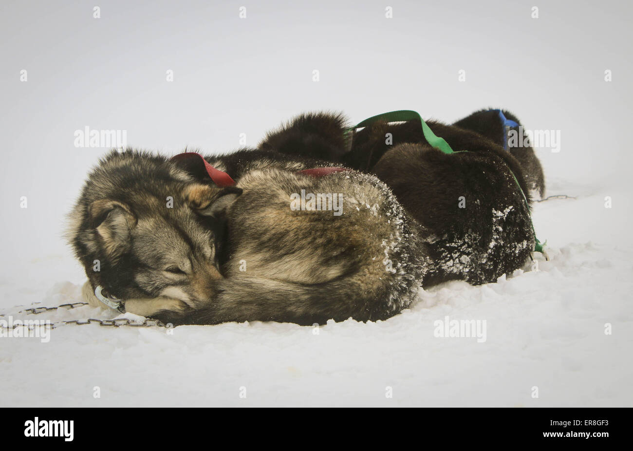 Dog sleeping in the snow hi-res stock photography and images - Alamy