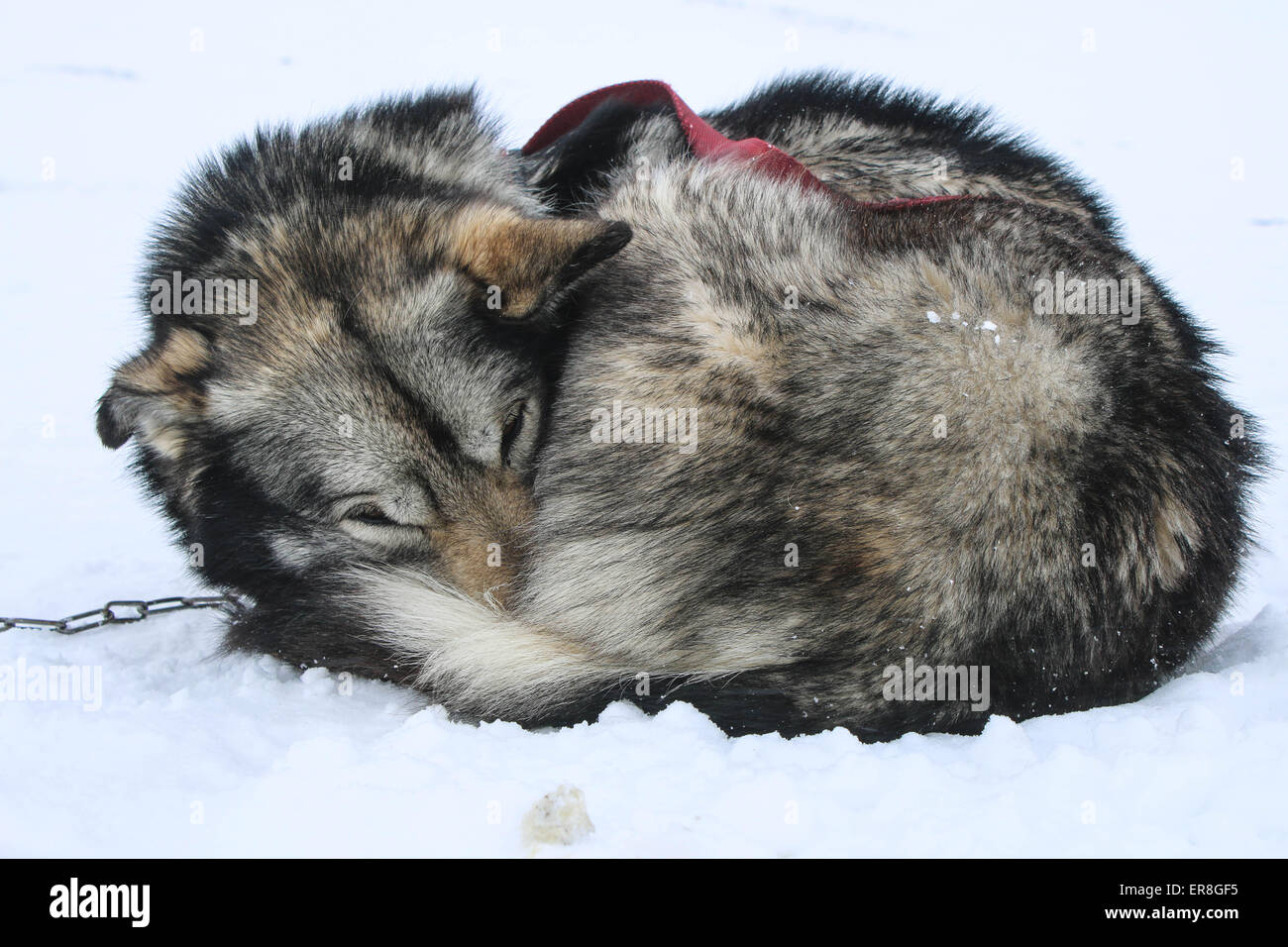 Sled dogs resting in the snow Stock Photo - Alamy