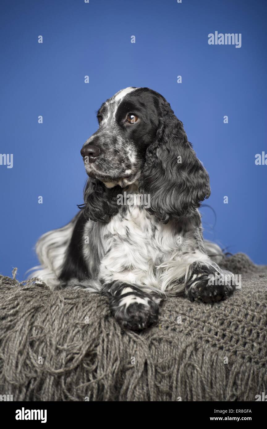 lying English Cocker Spaniel Stock Photo - Alamy
