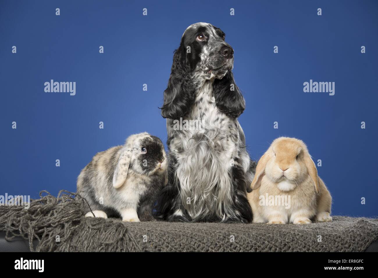 English Cocker Spaniel and lop-eared rabbits Stock Photo - Alamy