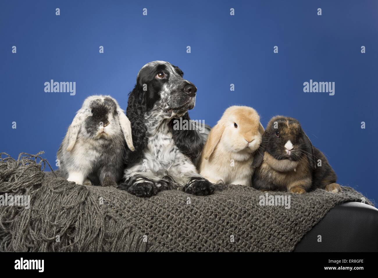 English Cocker Spaniel and lop-eared rabbits Stock Photo - Alamy