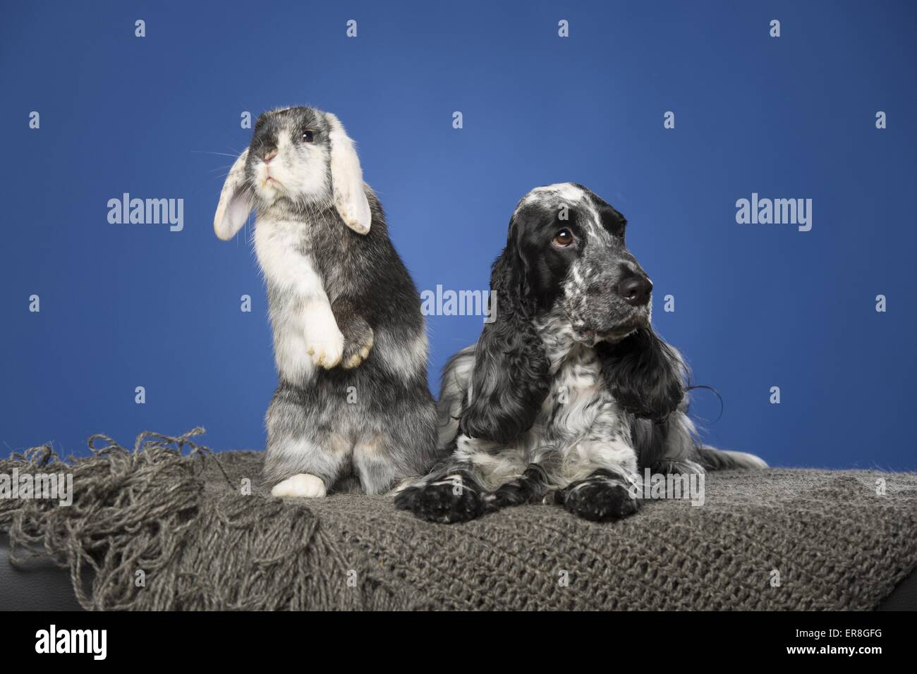 English Cocker Spaniel and lop-eared rabbit Stock Photo - Alamy