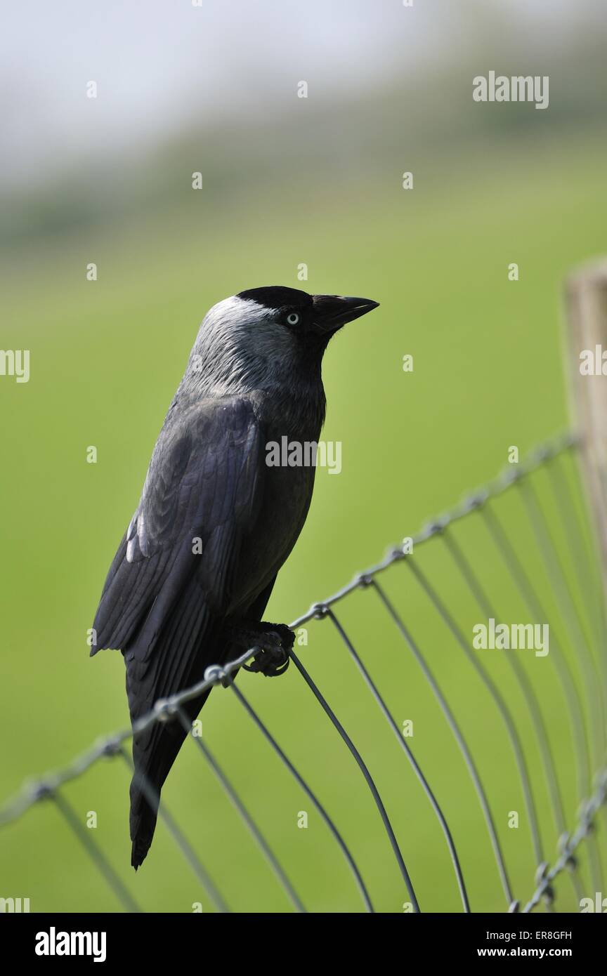 Adult jackdaws hi-res stock photography and images - Alamy