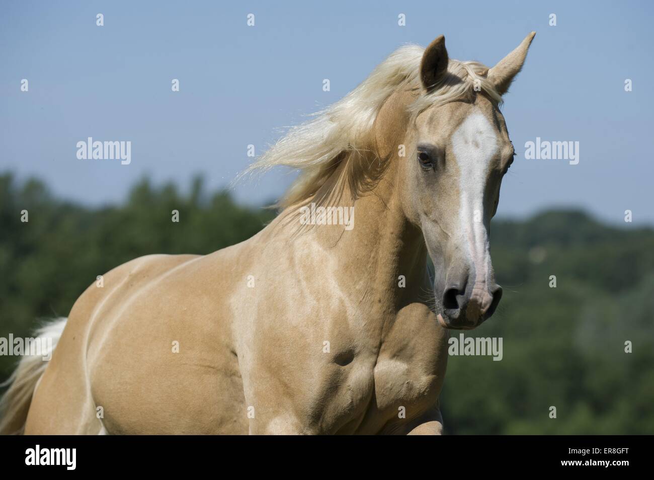 Palomino pony hi-res stock photography and images - Alamy
