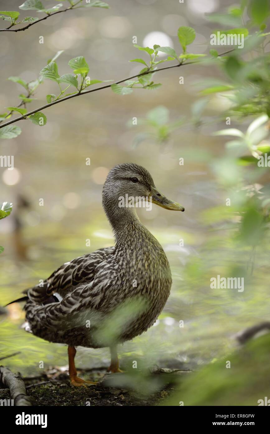 Size as a mallard hi-res stock photography and images - Alamy