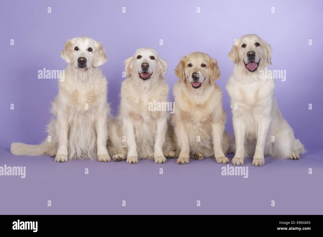 4 Golden Retriever Stock Photo - Alamy