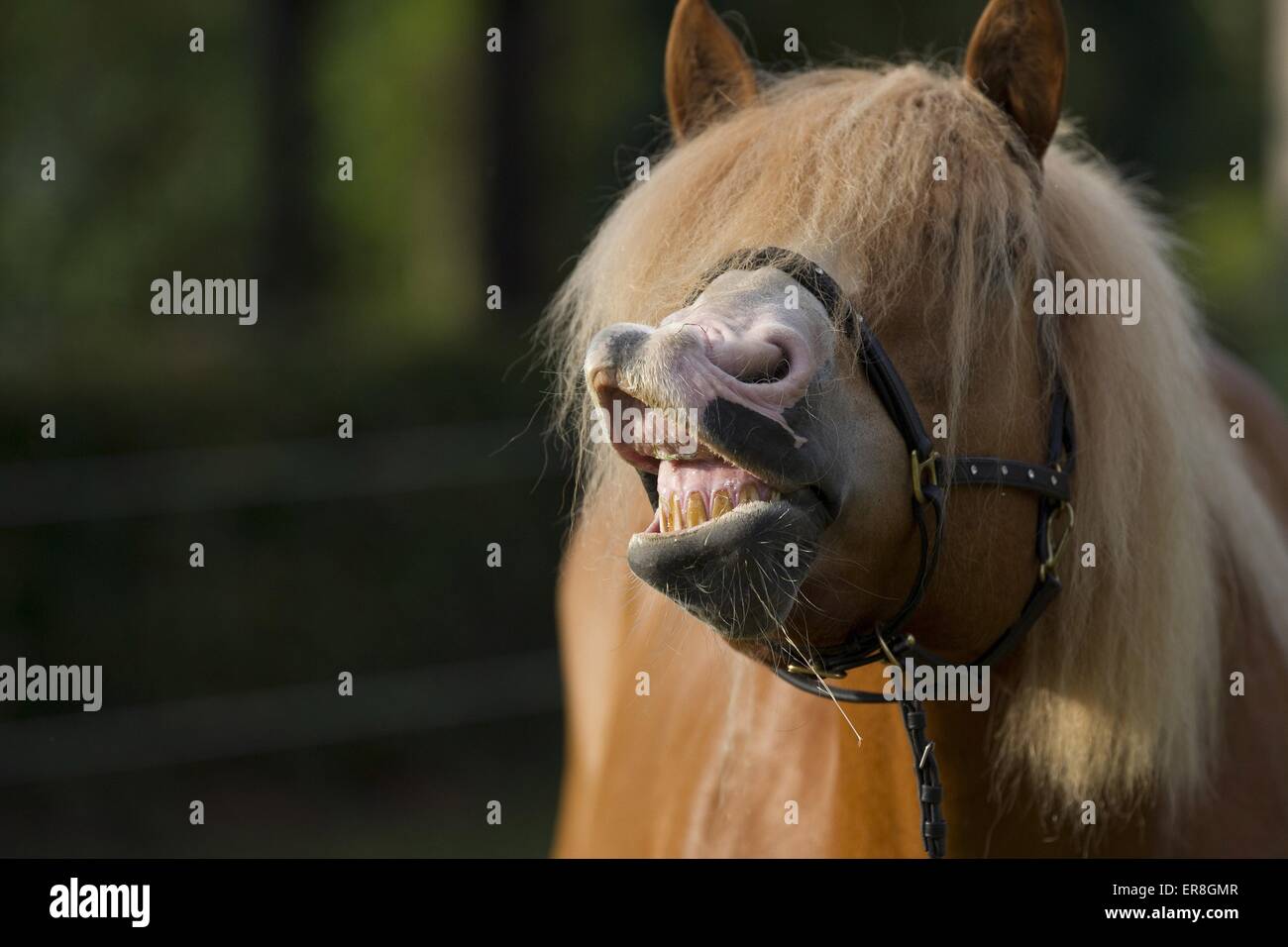 Haflinger cross hi-res stock photography and images - Alamy