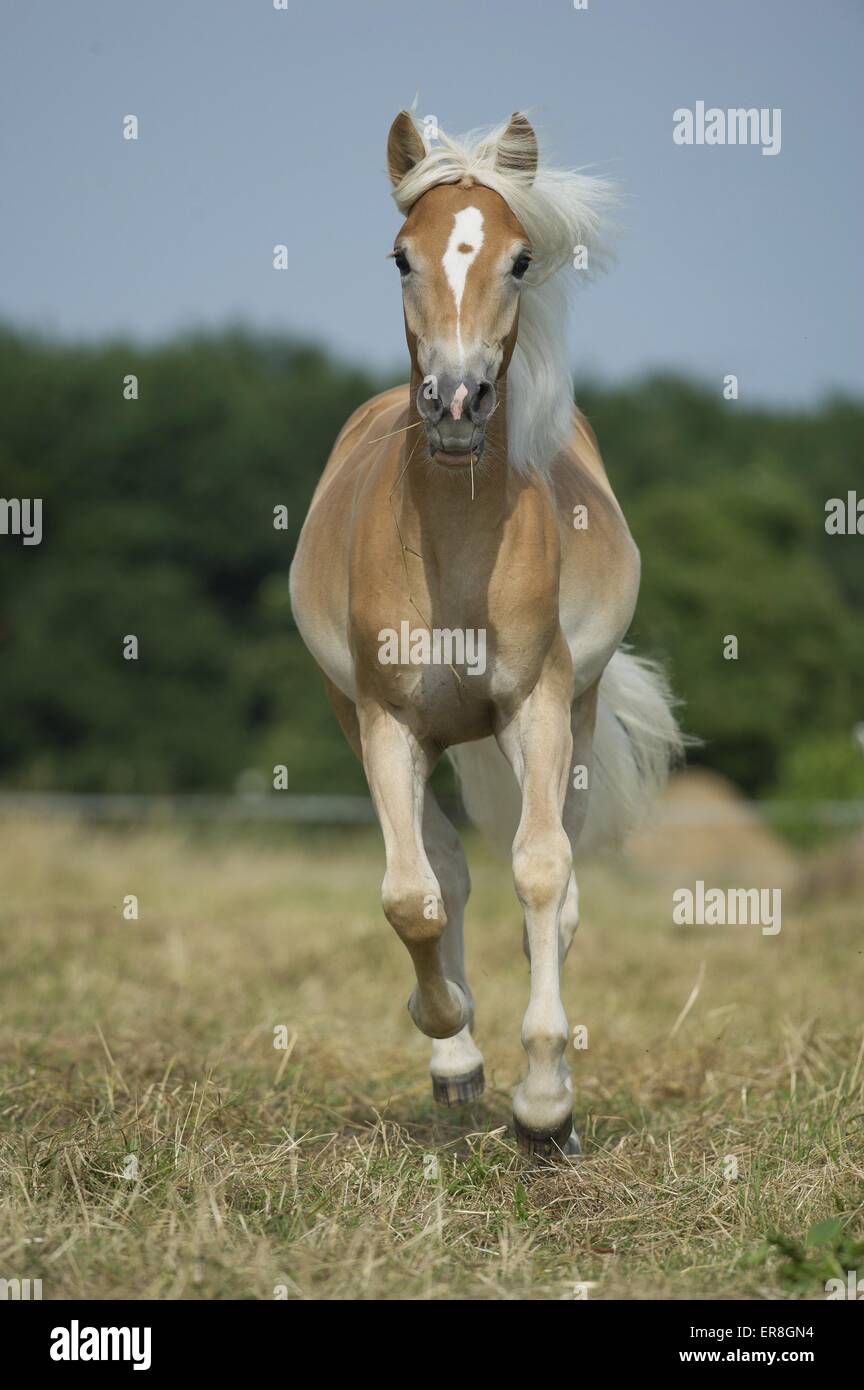 young Haflinger horse Stock Photo - Alamy