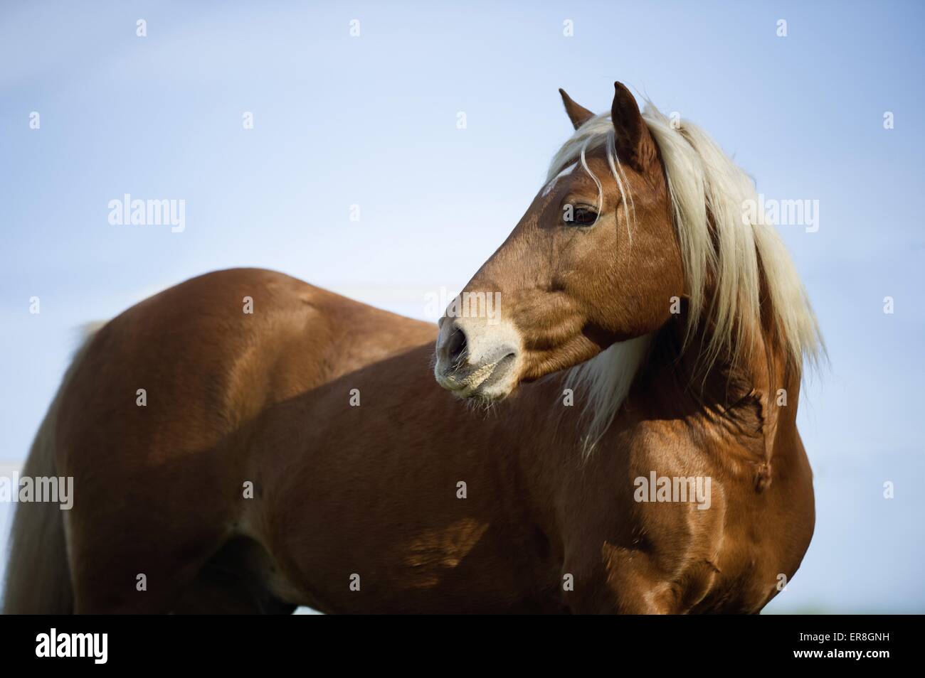 Haflinger horse portrait Stock Photo - Alamy