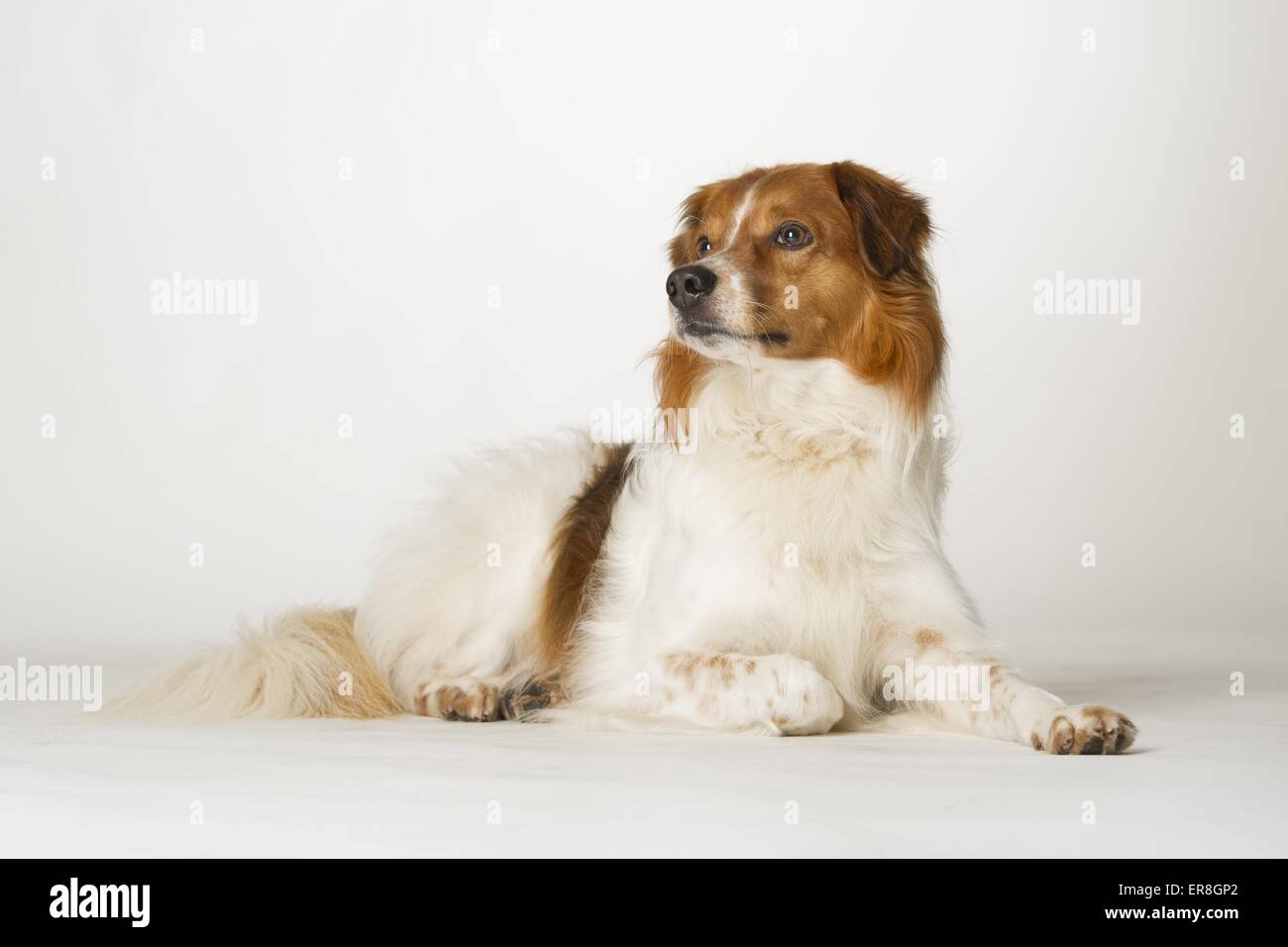 lying Krom dog Stock Photo - Alamy