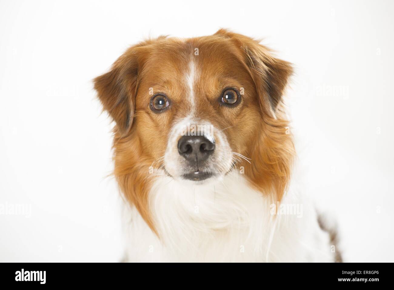 Krom dog portrait Stock Photo - Alamy