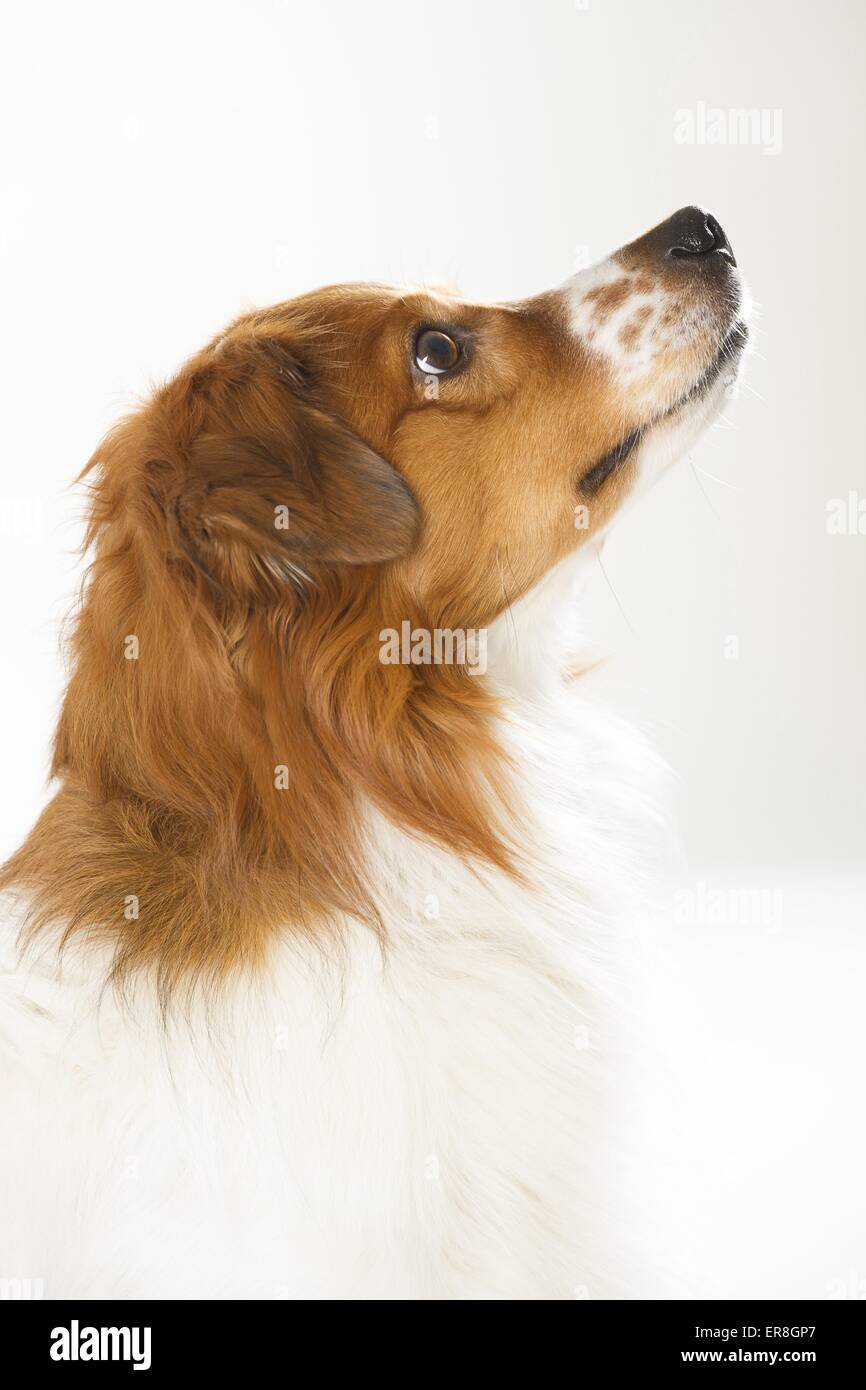 Krom dog portrait Stock Photo - Alamy