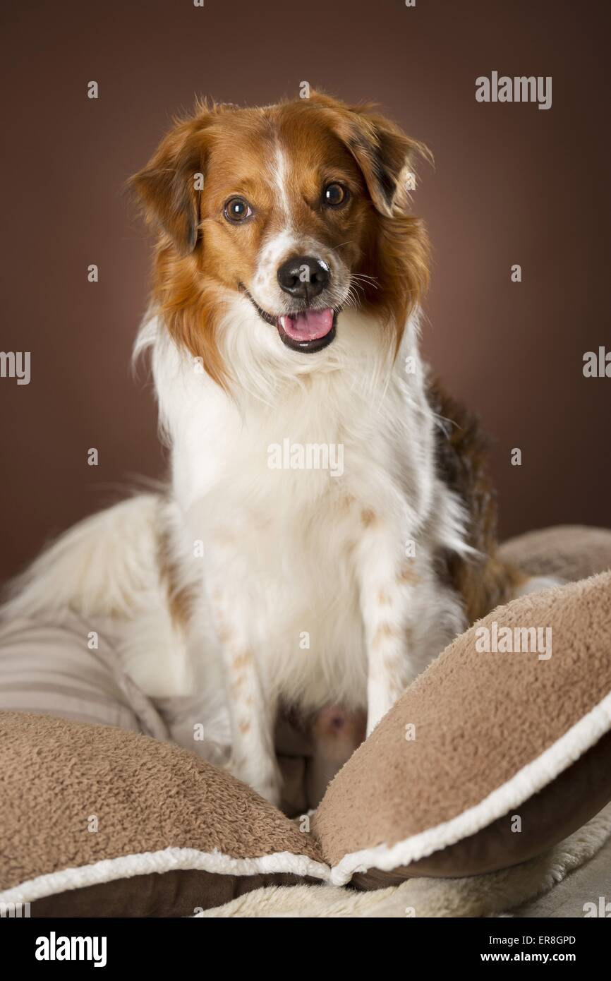 sitting Krom dog Stock Photo - Alamy