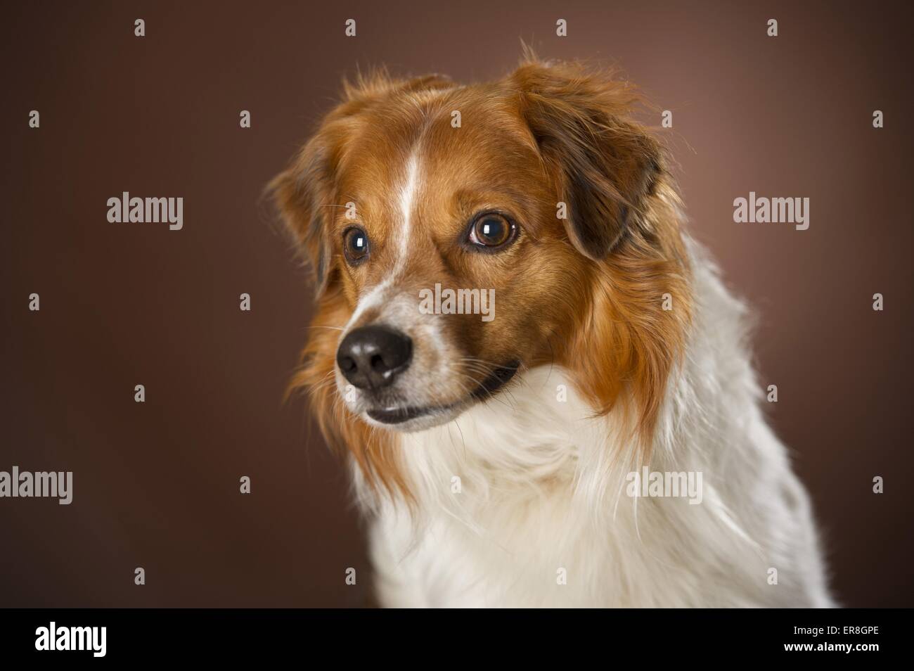 Krom dog portrait Stock Photo - Alamy