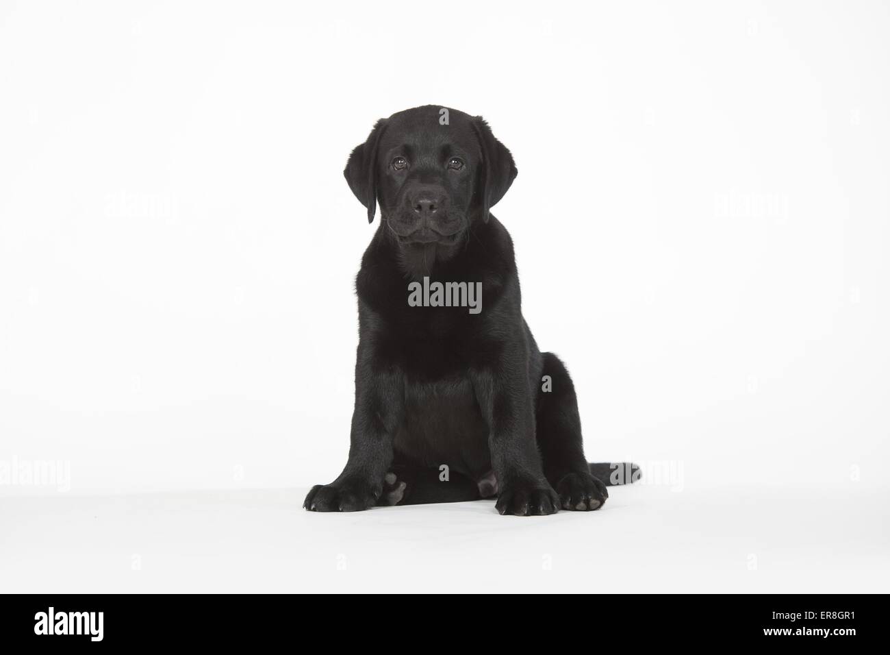 Black labrador retriever cutout hi-res stock photography and images - Alamy