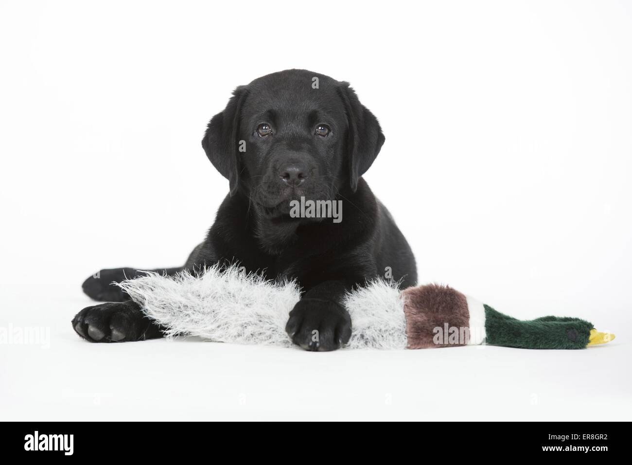 Black labrador soft toy dog hi-res stock photography and images - Alamy