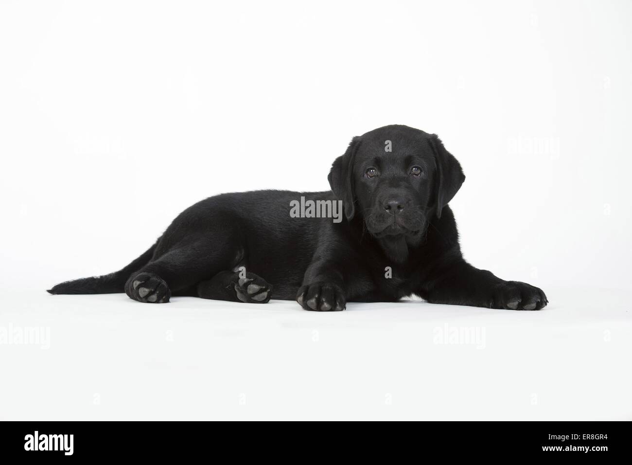 Black labrador retriever cutout hi-res stock photography and images - Alamy
