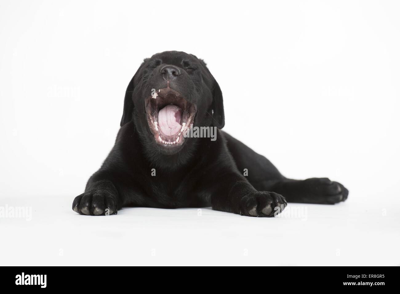 Labrador Retriever Puppy Stock Photo - Alamy