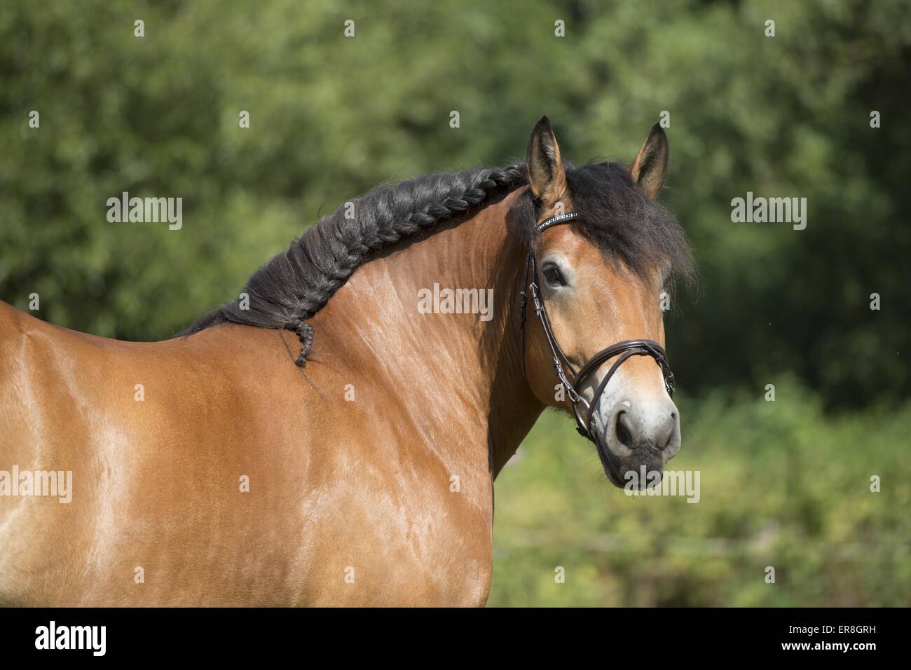 cart horse portrait Stock Photo - Alamy