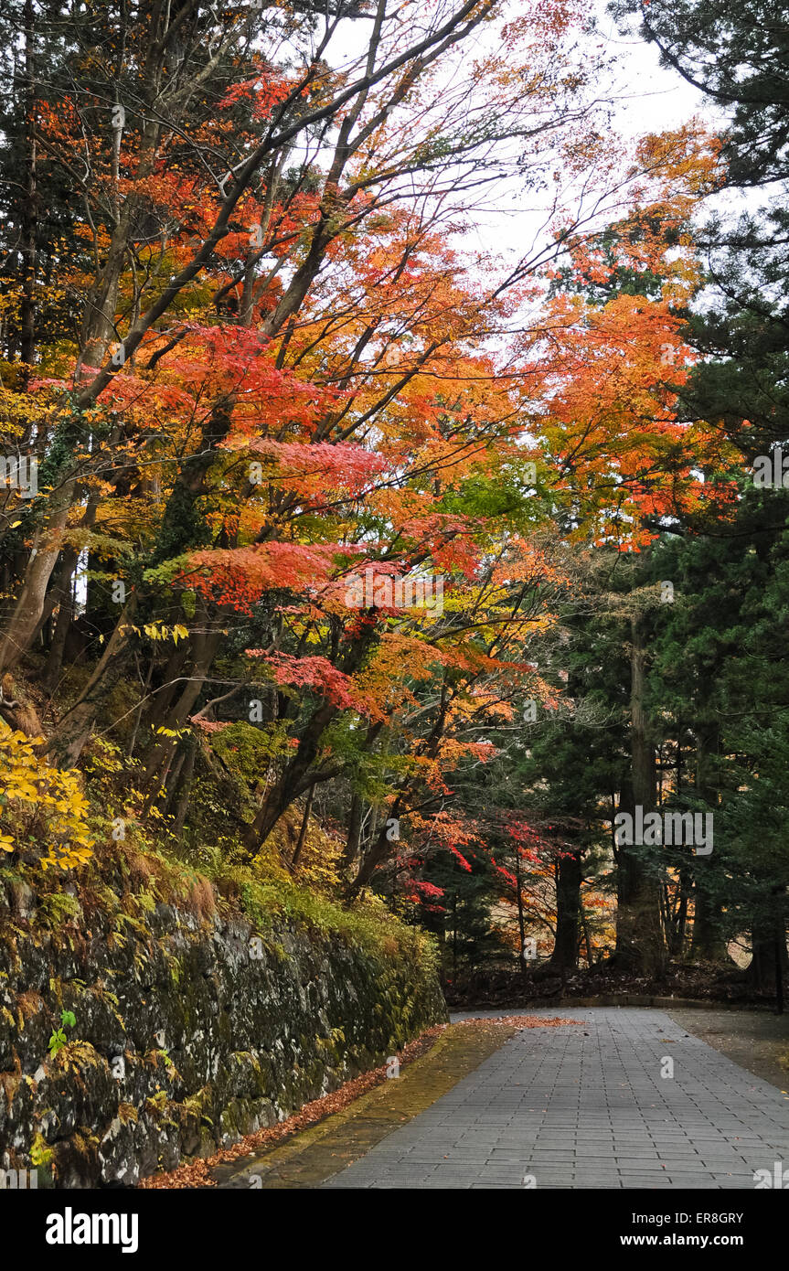 Romantic magical vibrant maple trees trail in Sendai Japan Stock Photo ...
