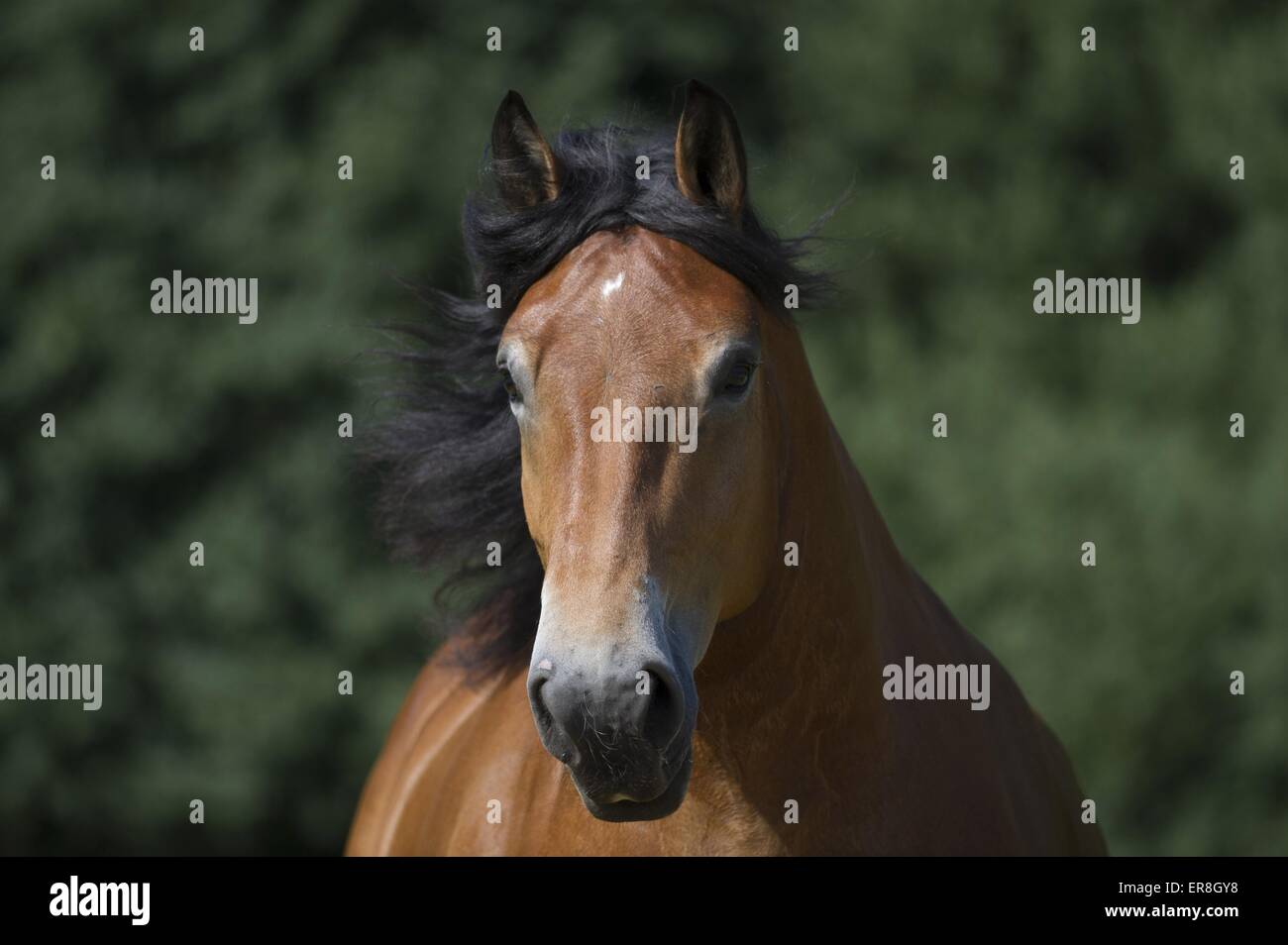 cart horse portrait Stock Photo - Alamy