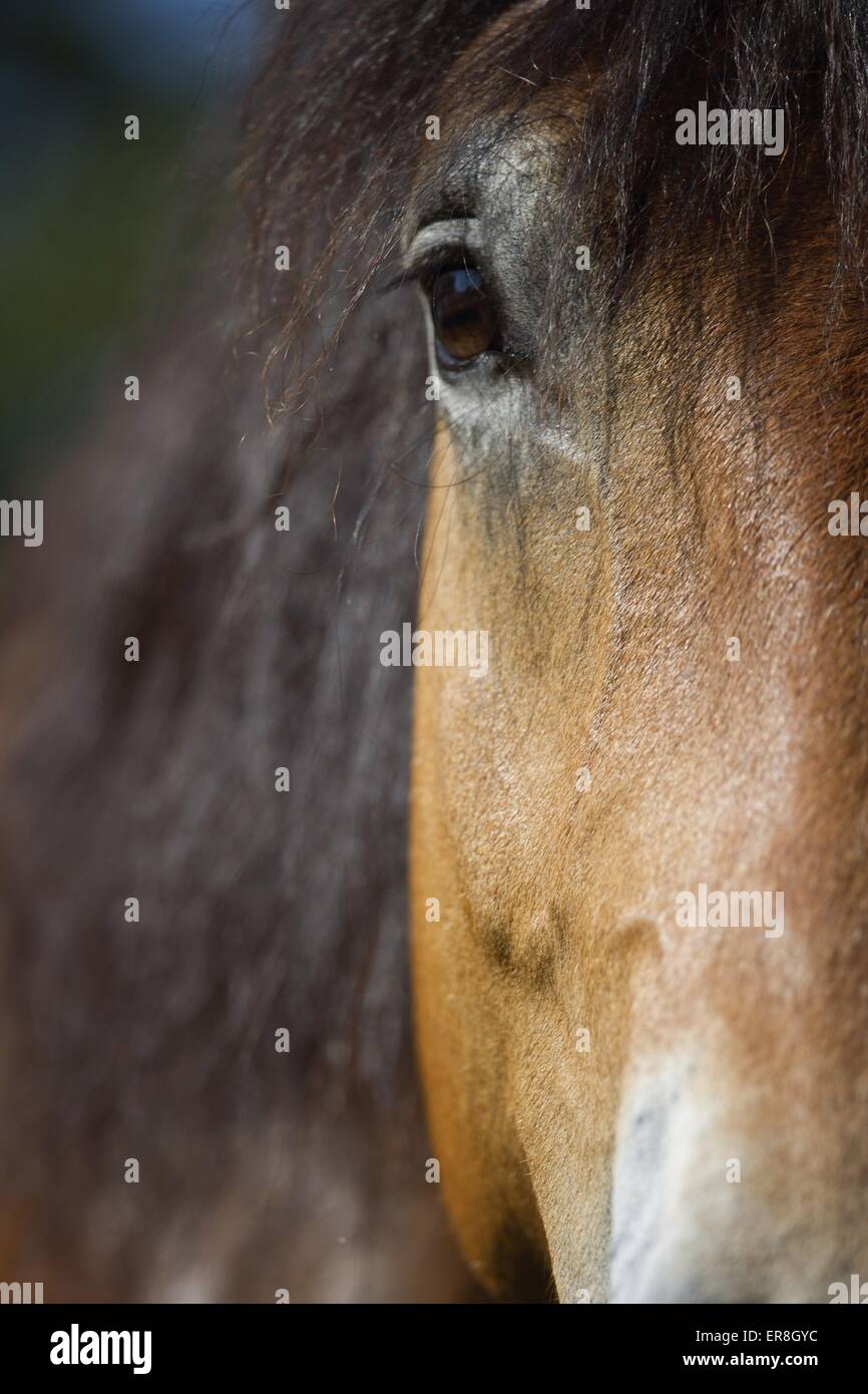 Eye cold blooded horse hi-res stock photography and images - Alamy