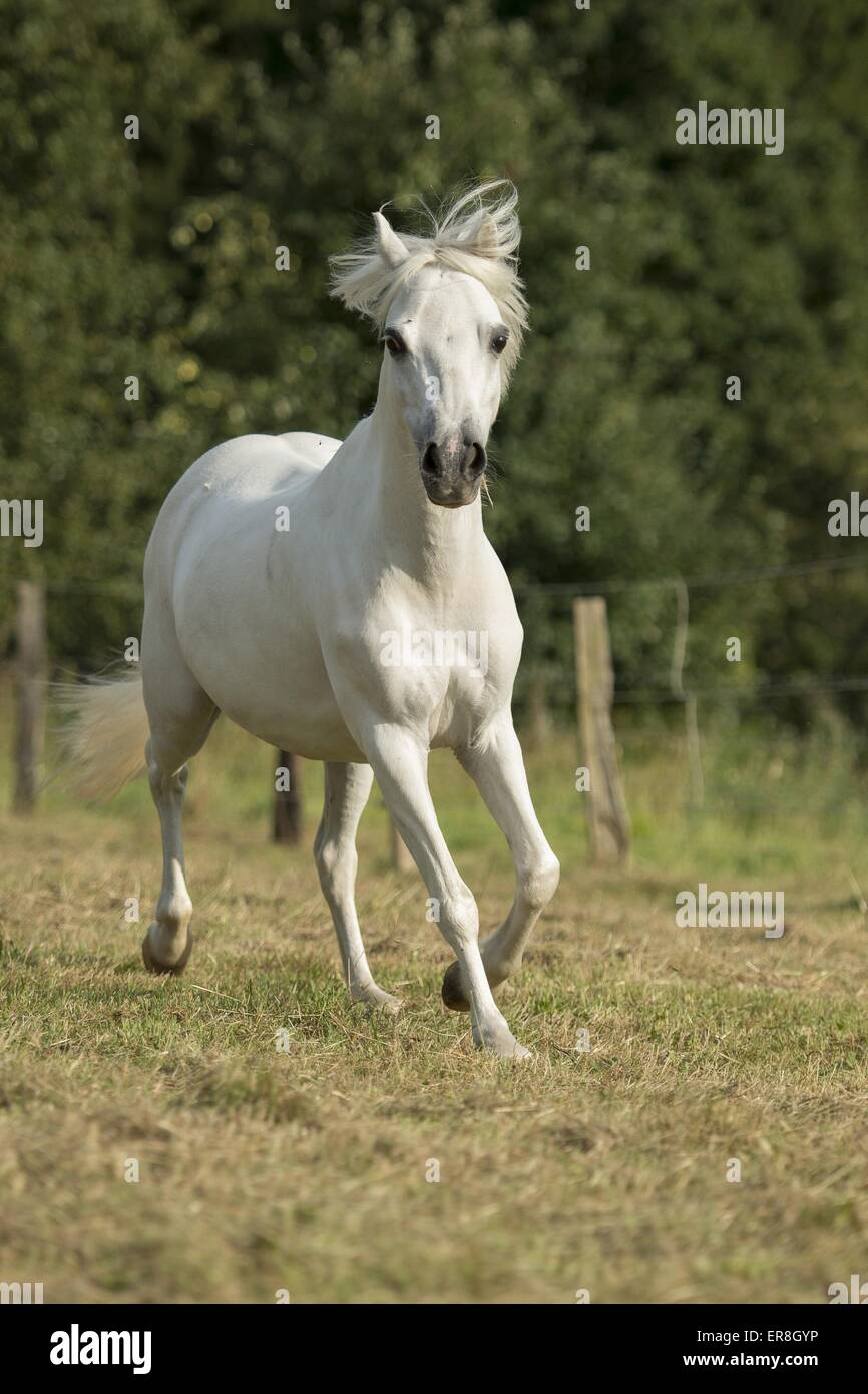Welsh pony trot hi-res stock photography and images - Alamy