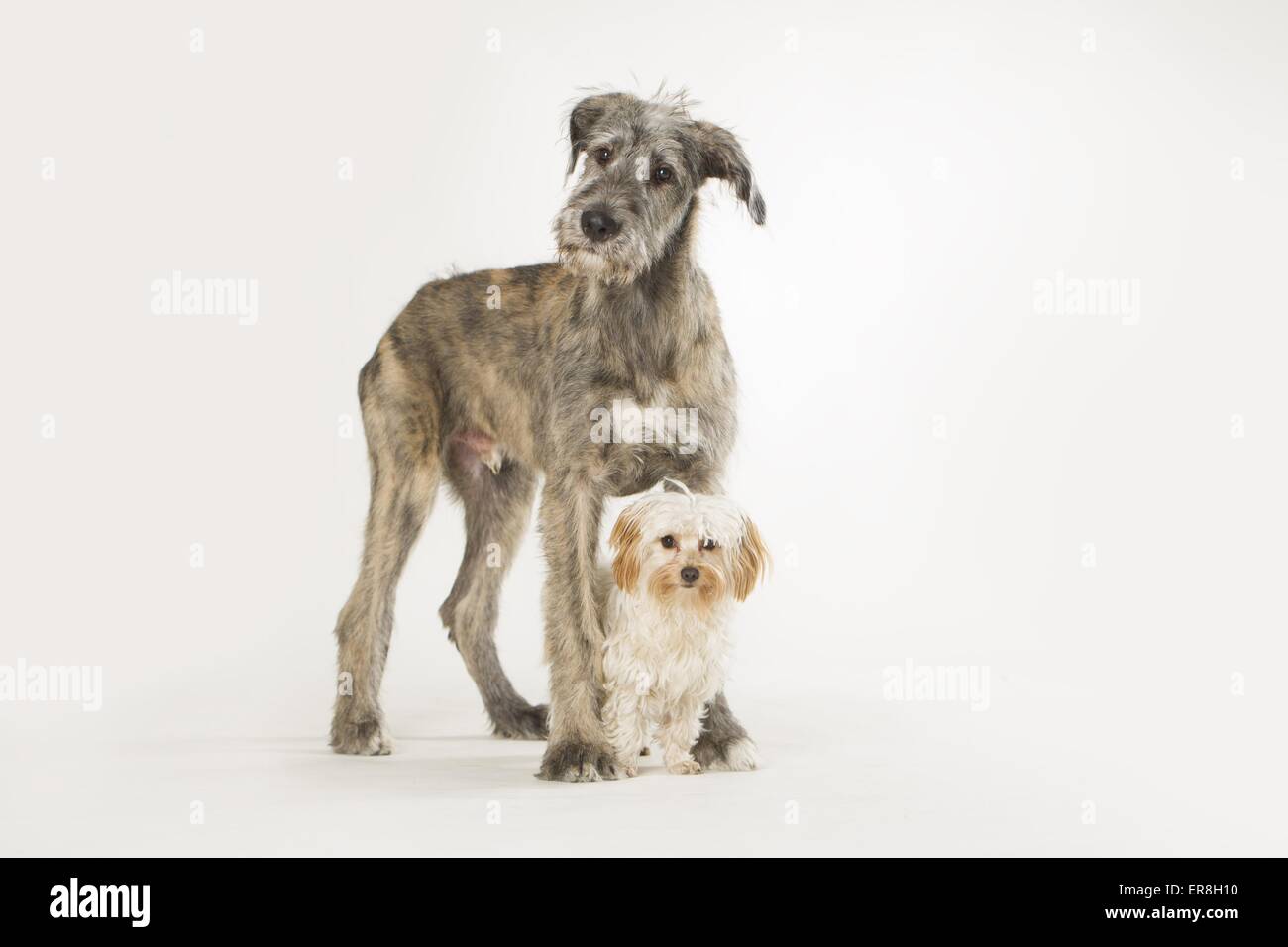 Two dogs stands hi-res stock photography and images - Alamy