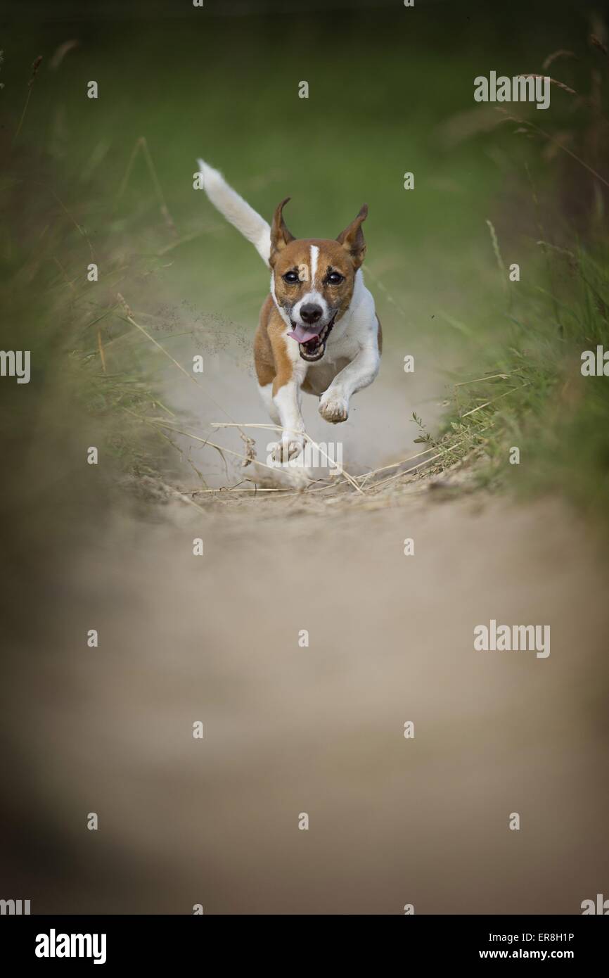 running Jack Russell Terrier Stock Photo - Alamy