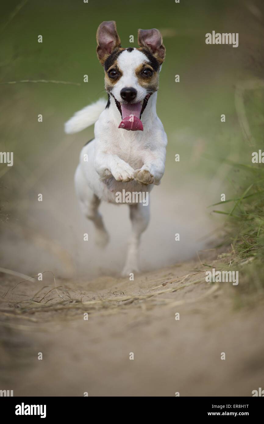 running Jack Russell Terrier Stock Photo - Alamy