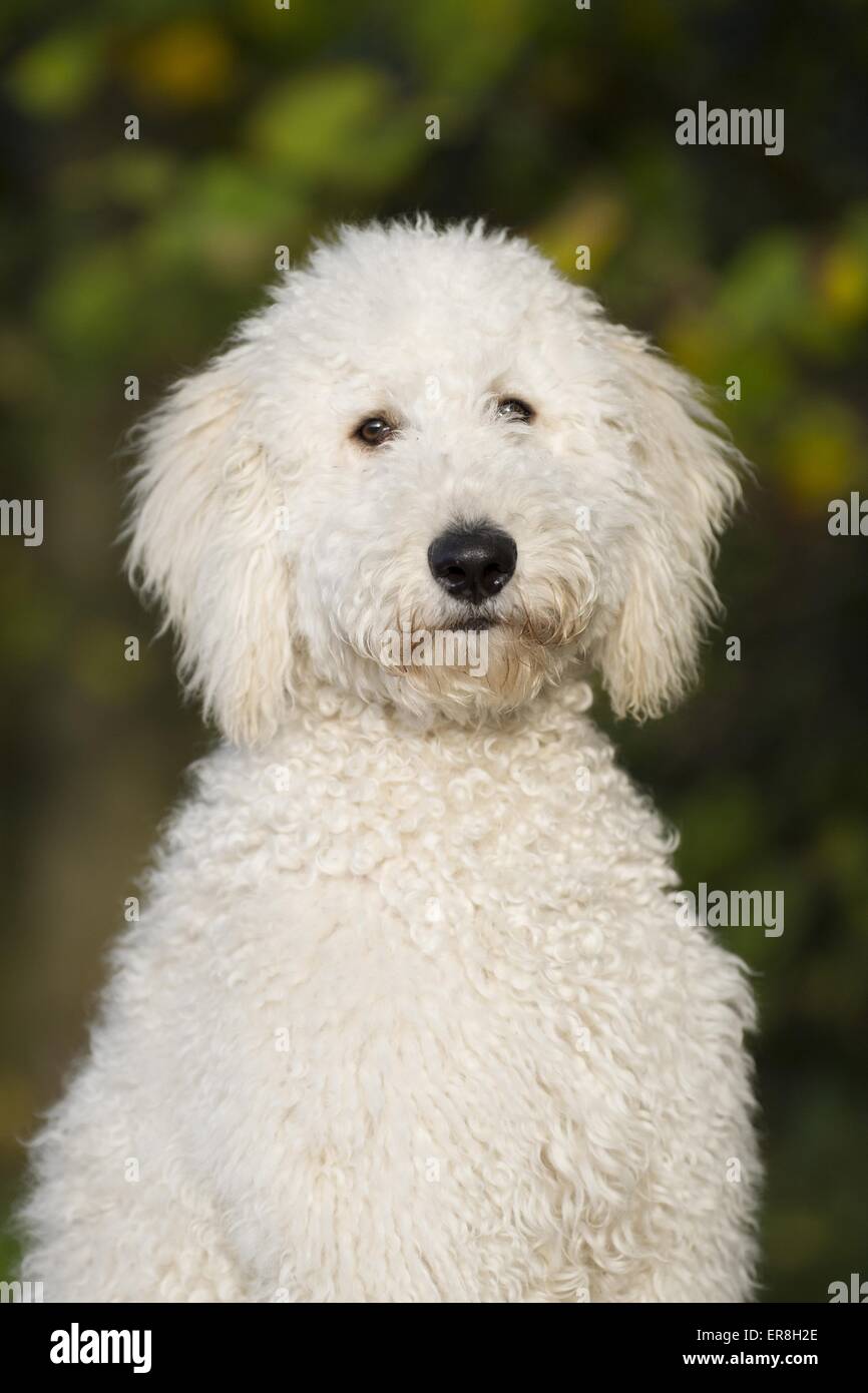 Labradoodles hi-res stock photography and images - Alamy