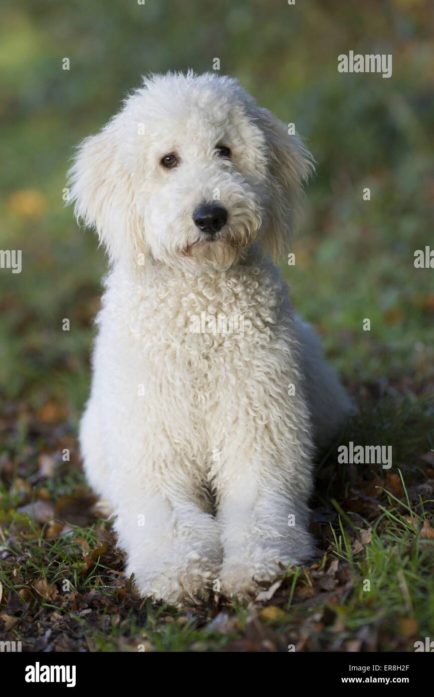 Curly haired labradoodle dog hi-res stock photography and images - Alamy