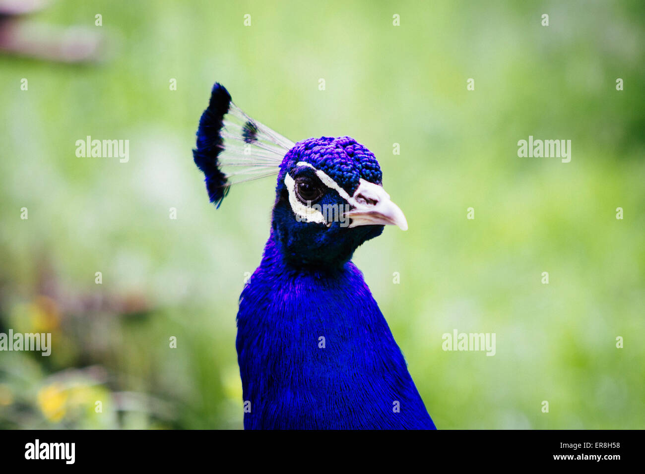 Close-up portrait of peacock looking away outdoors Stock Photo - Alamy