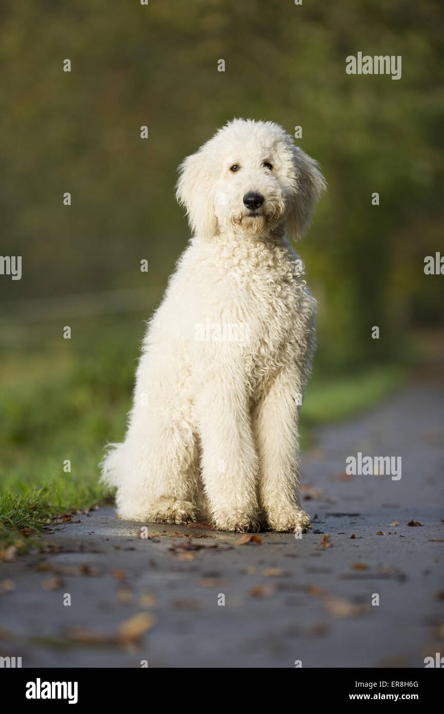 Curly haired labradoodle dog hi-res stock photography and images - Alamy
