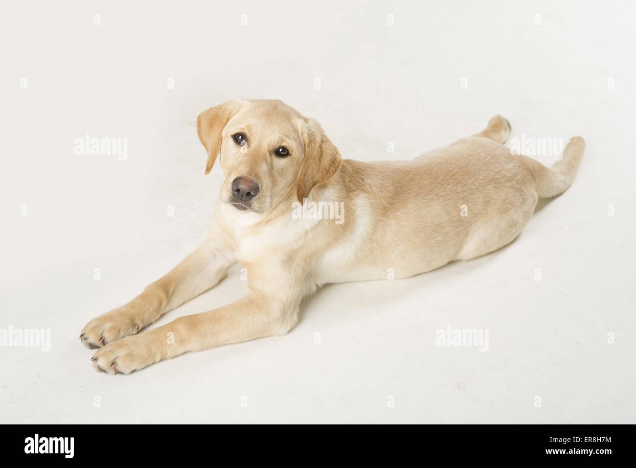 young Labrador Retriever Stock Photo - Alamy