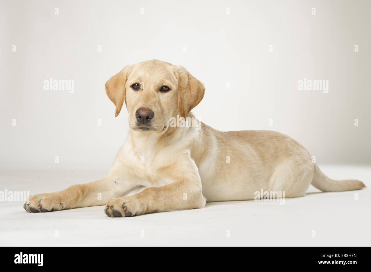 young Labrador Retriever Stock Photo - Alamy