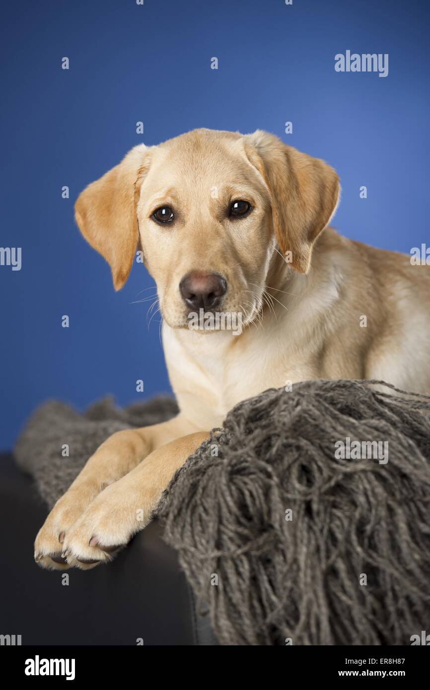 young Labrador Retriever Stock Photo - Alamy
